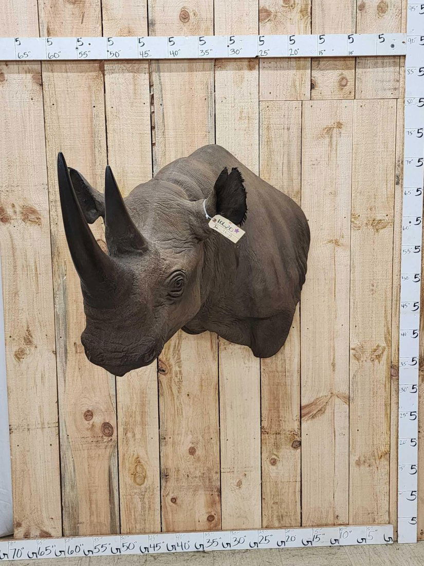 Reproduction Black Rhinoceros Shoulder Mount Taxidermy Auction