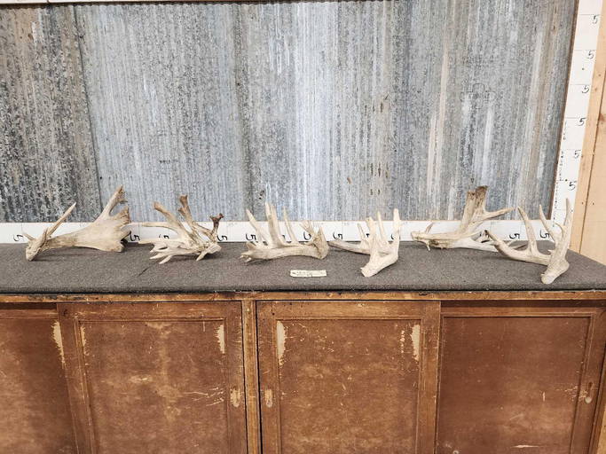 14 Lbs Of Big Whitetail Cut Off Antlers