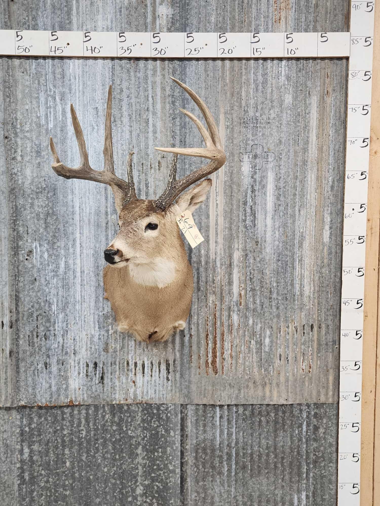 Big 160 Class 5x5 Typical Whitetail Shoulder Taxidermy Mount