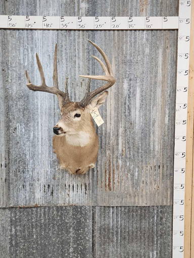 Big 160 Class 5x5 Typical Whitetail Shoulder Taxidermy Mount