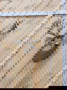 Big 160 Class 5x5 Typical Whitetail Shoulder Taxidermy Mount