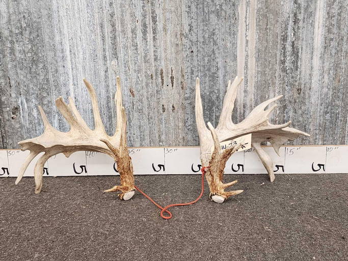 Set Of Heavy Mass Drop Tine Whitetail Shed Antlers