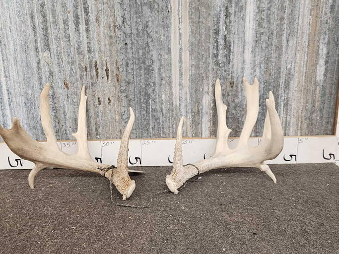 Double Drop Whitetail Shed Antlers