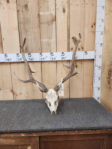 Big Fallow Deer Antlers On Skull