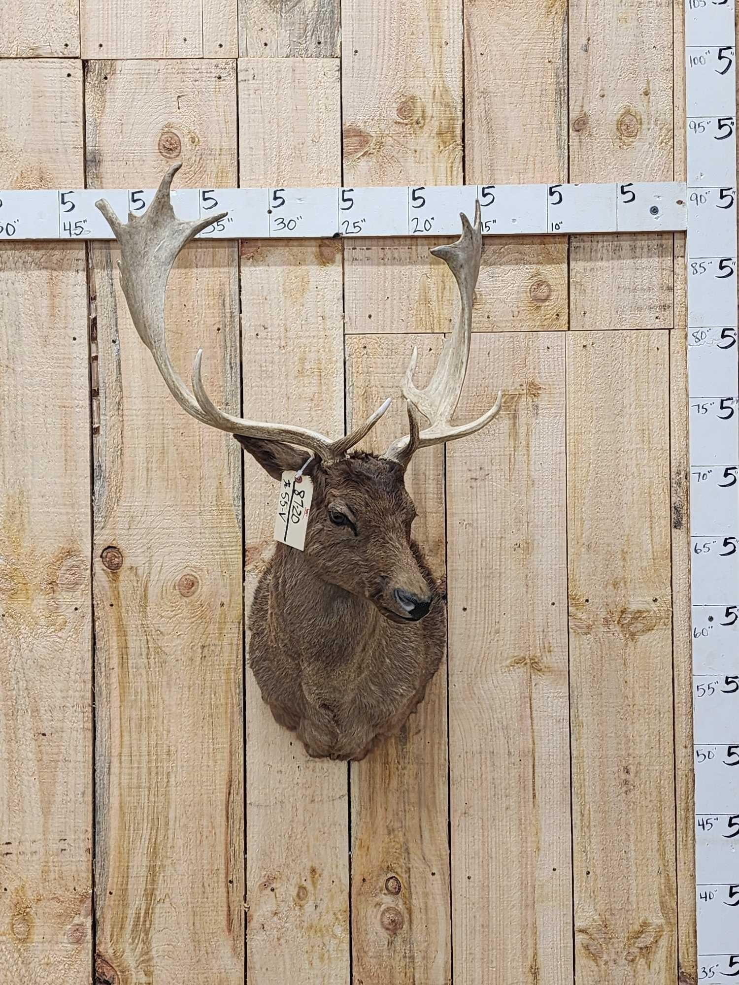 Chocolate Fallow Deer Shoulder Mount Taxidermy Auction