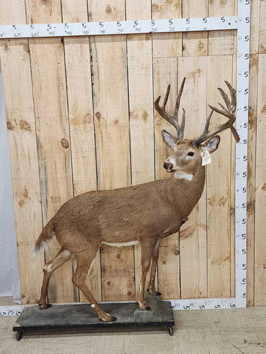 Main Frame 4x5 Whitetail Full Body Taxidermy Mount