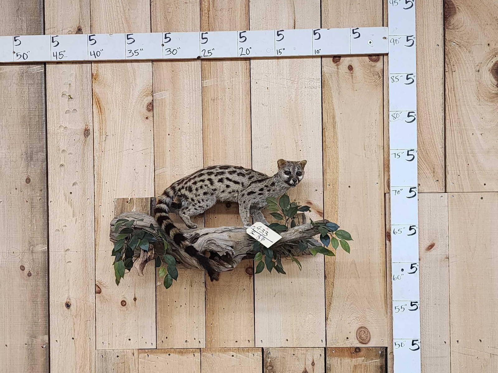 African Genet Full Body Taxidermy Mount Auction
