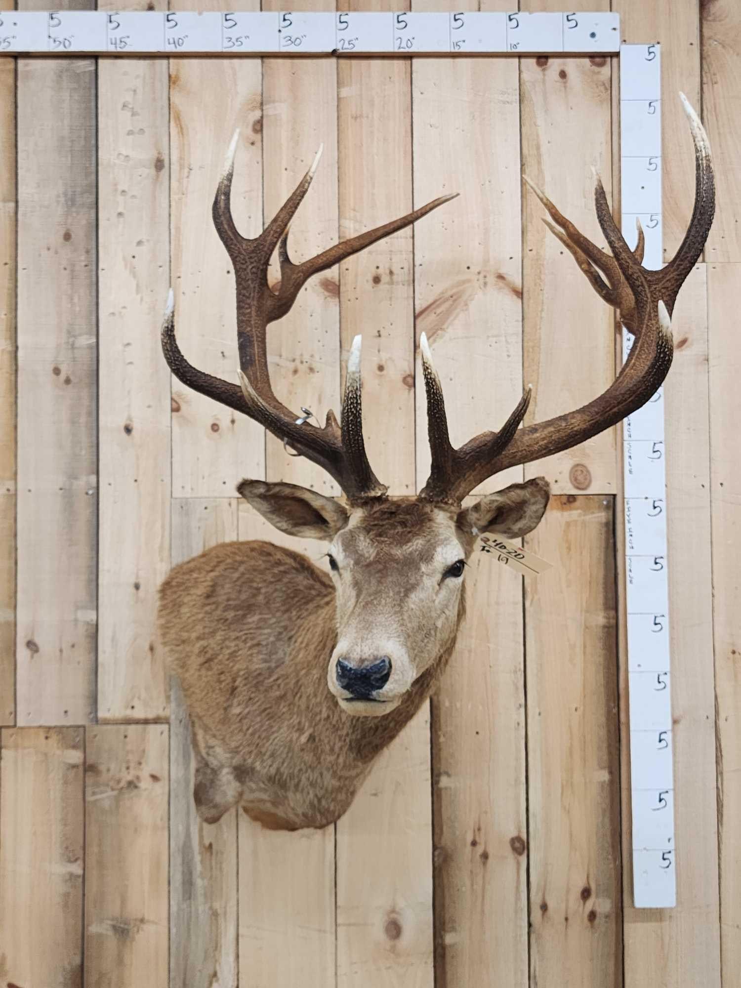 Big Red Stag Shoulder Mount Taxidermy Auction