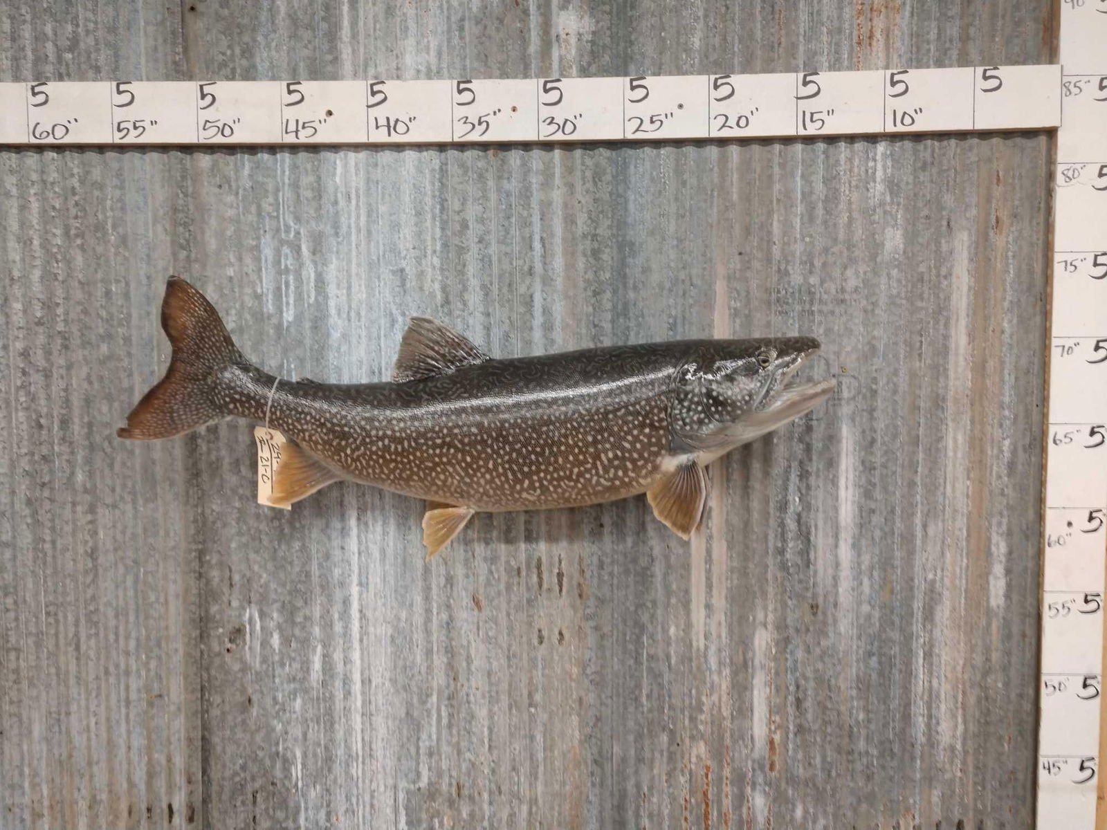39" Lake Trout Real Skin Fish Taxidermy