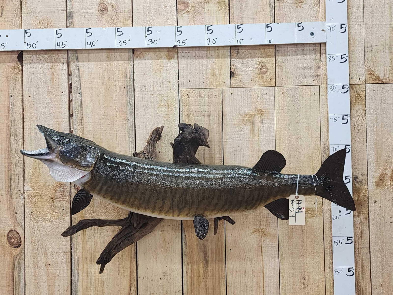 51" Muskie Real Skin Fish Taxidermy Auction