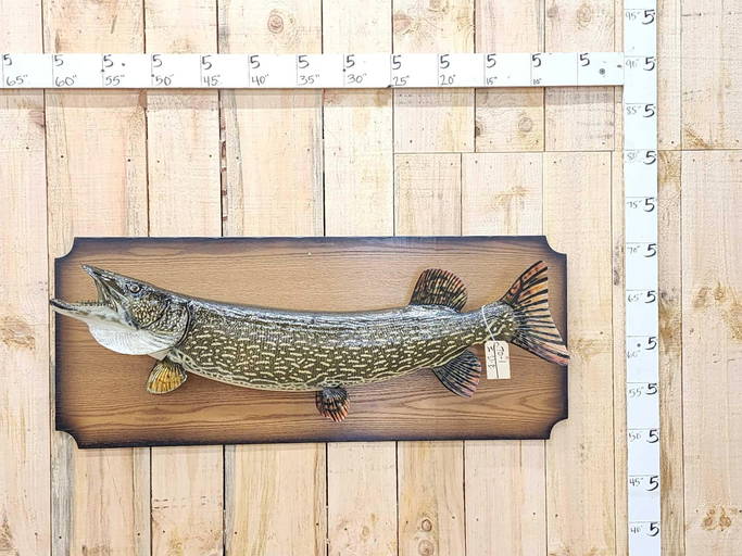52" Reproduction Northern Pike Real Skin Fish Taxidermy