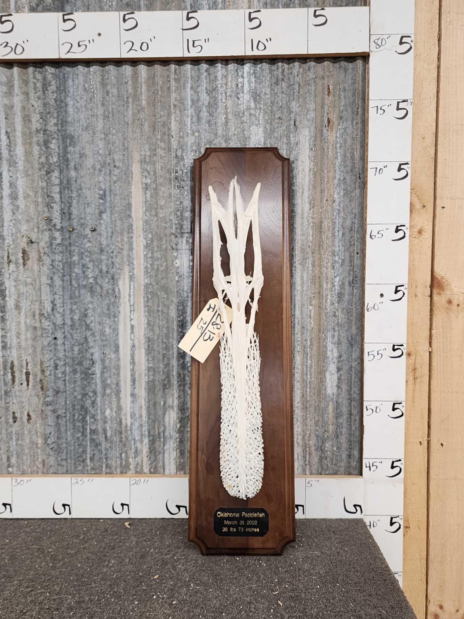 Paddlefish Or Spoonbill Catfish Skull Taxidermy Auction