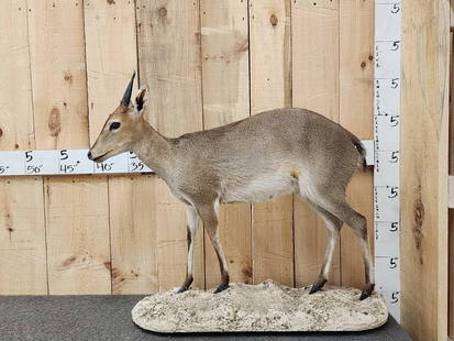 African Duiker Antelope Full Body Taxidermy Mount