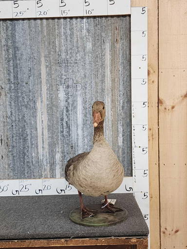 Greylag Goose Full Body Bird Taxidermy