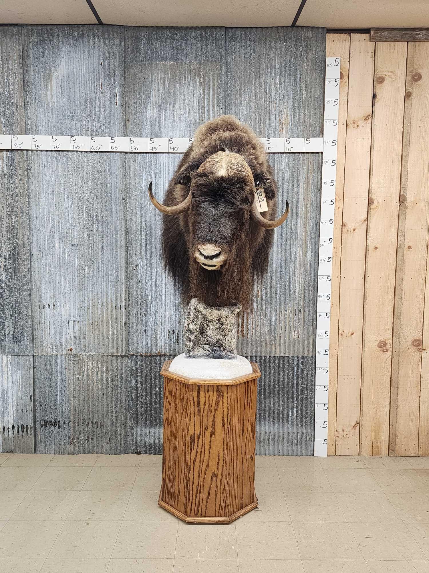 Spectacular Alaskan Musk Ox Taxidermy Pedestal Mount Auction