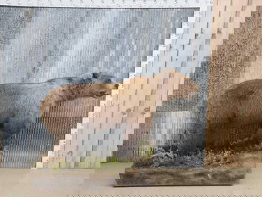 Paddlefish/ Spoonbill Catfish Taxidermy Mount