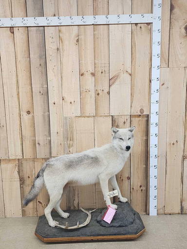 Alaskan Arctic Wolf Full Body Taxidermy Mount