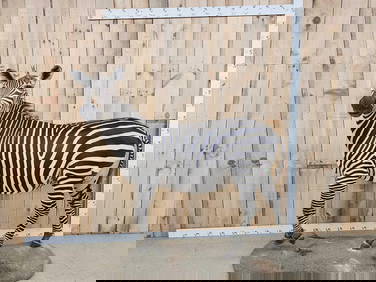 Paddlefish/ Spoonbill Catfish Taxidermy Mount