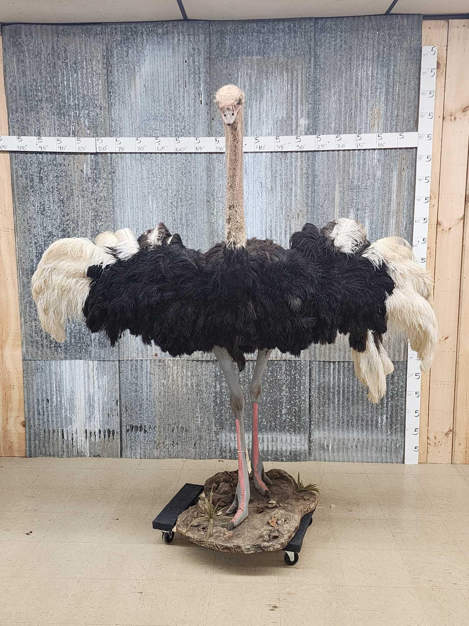 Ostrich Full Body Bird Taxidermy