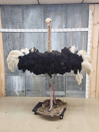 Ostrich Full Body Bird Taxidermy