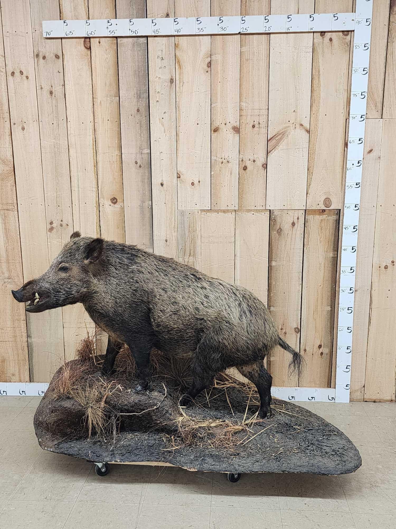 Russian Wild Boar Hog Full Body Taxidermy Mount Auction