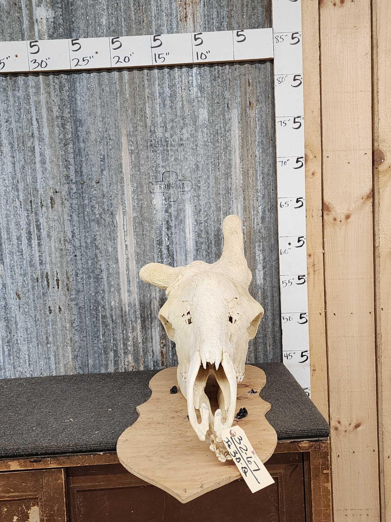 Authentic Deformed Giraffe Skull Taxidermy Oddities Piece Auction