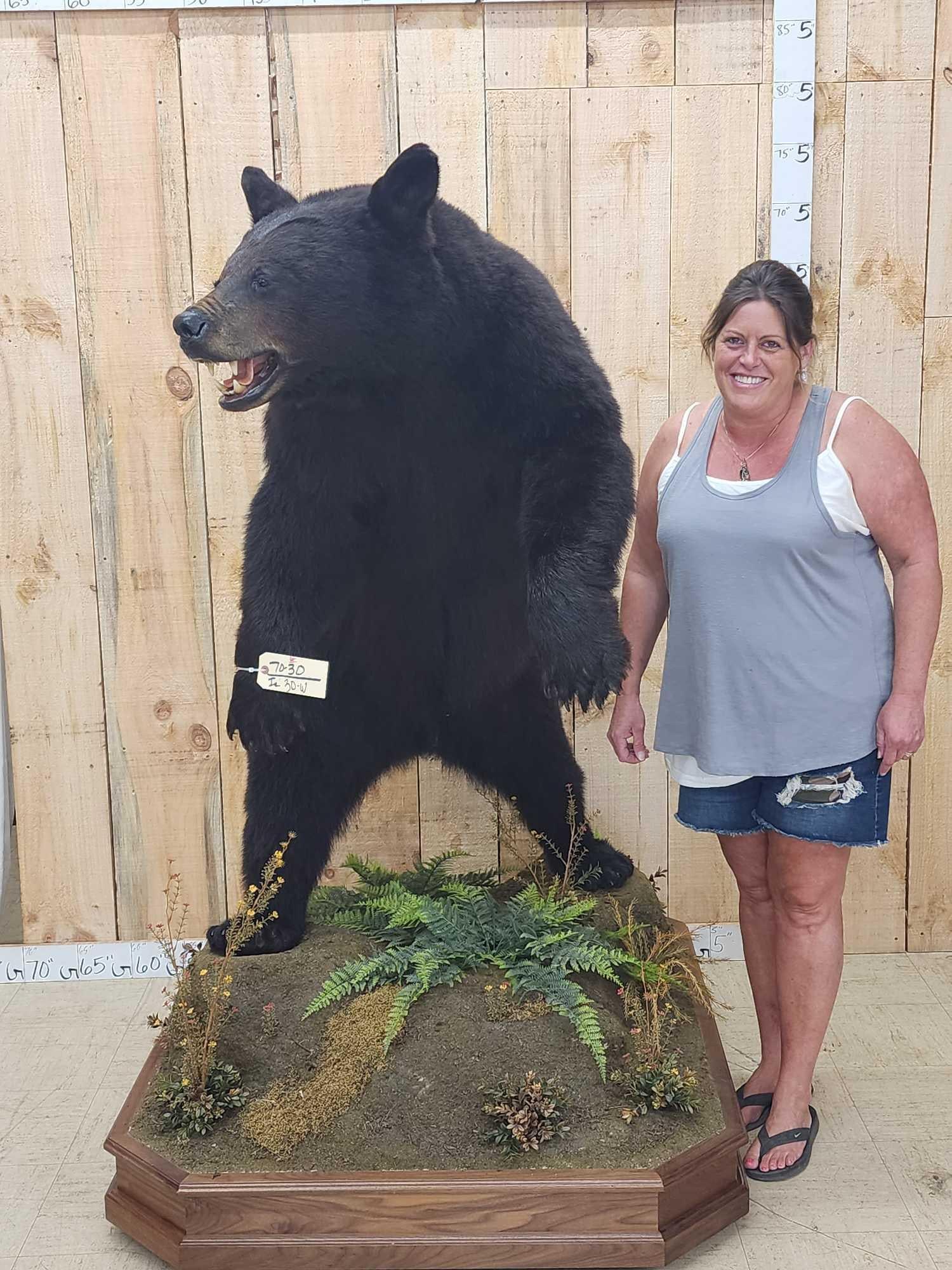 Big Black Bear Full Body Taxidermy Mount Auction