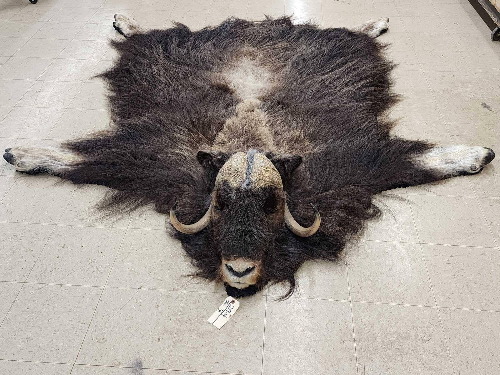 Spectacular Musk Ox Rug Taxidermy Auction