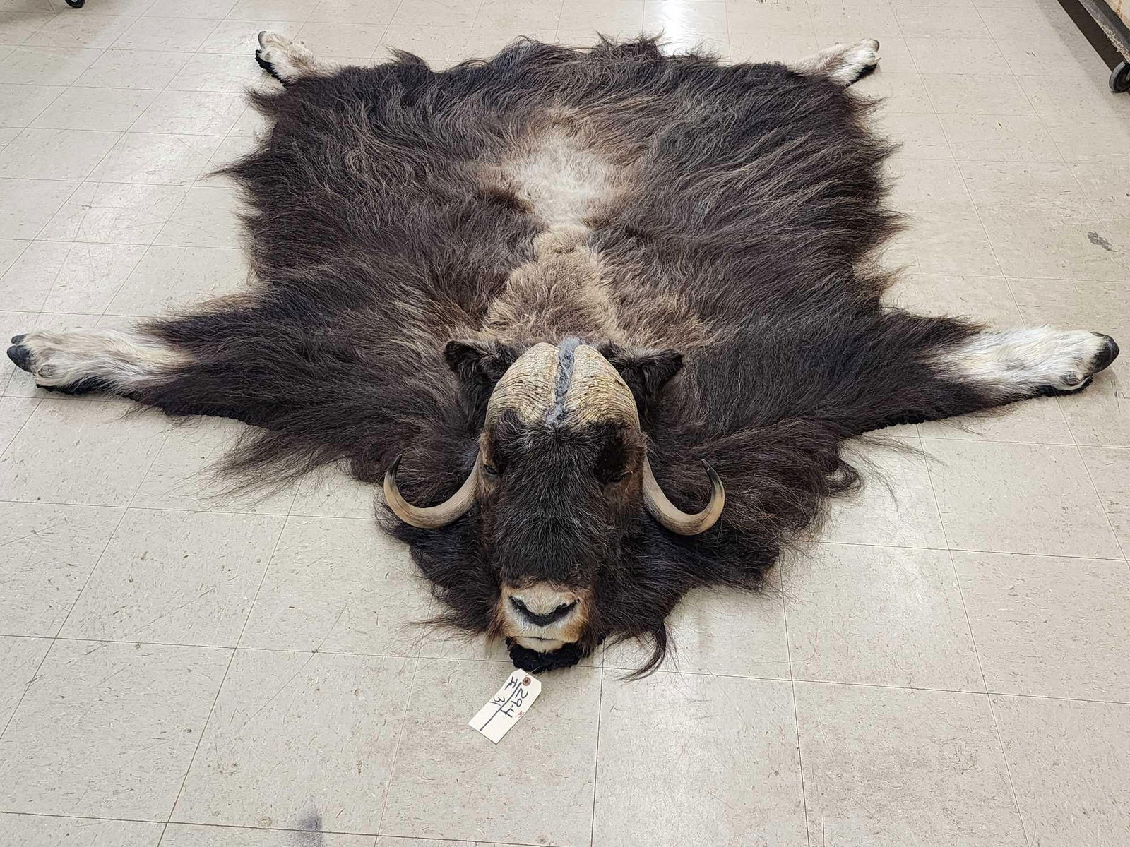 Spectacular Musk Ox Rug Taxidermy Auction
