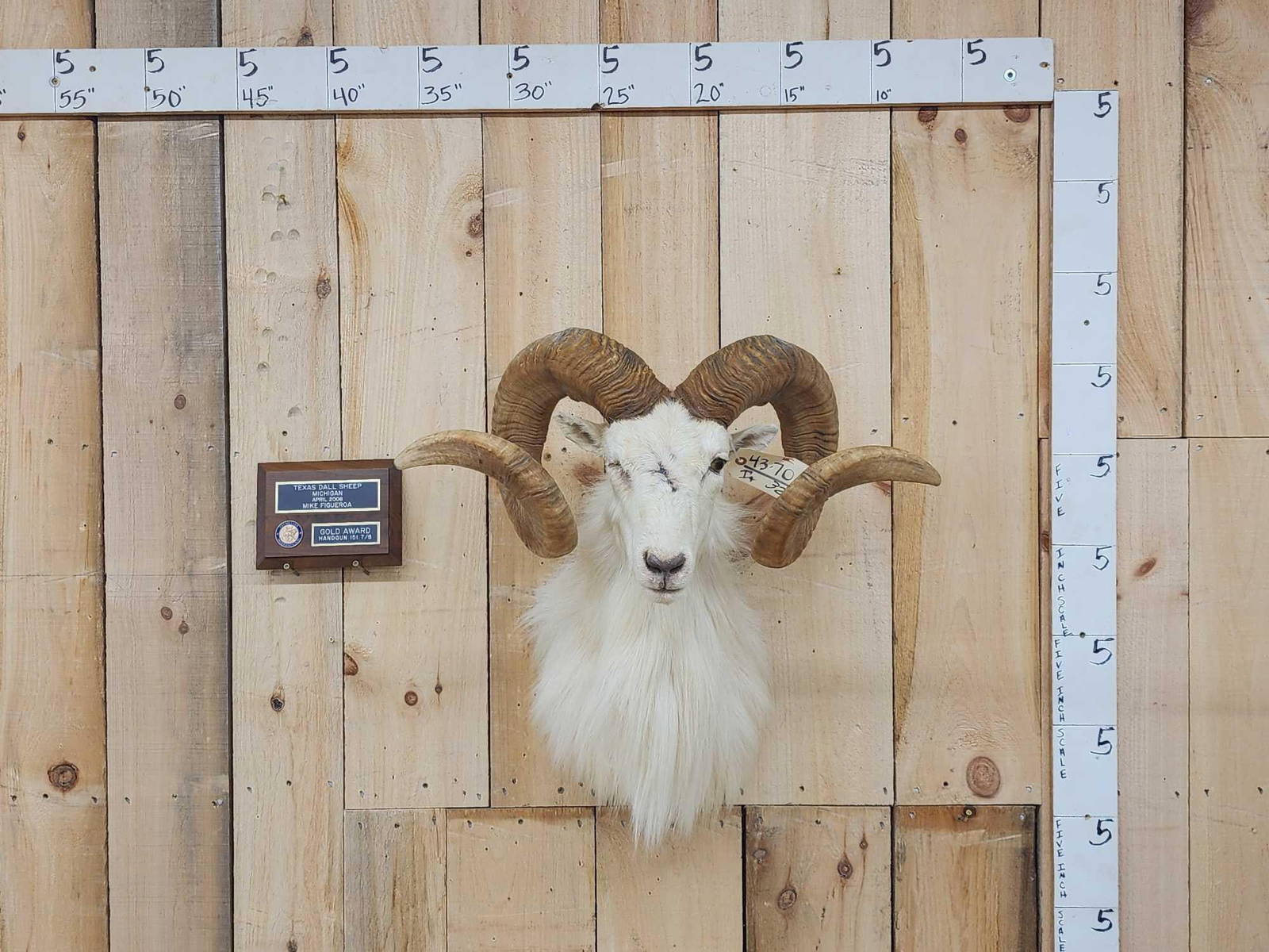 Monster Texas Dall Ram Sheep Shoulder Mount Taxidermy Auction