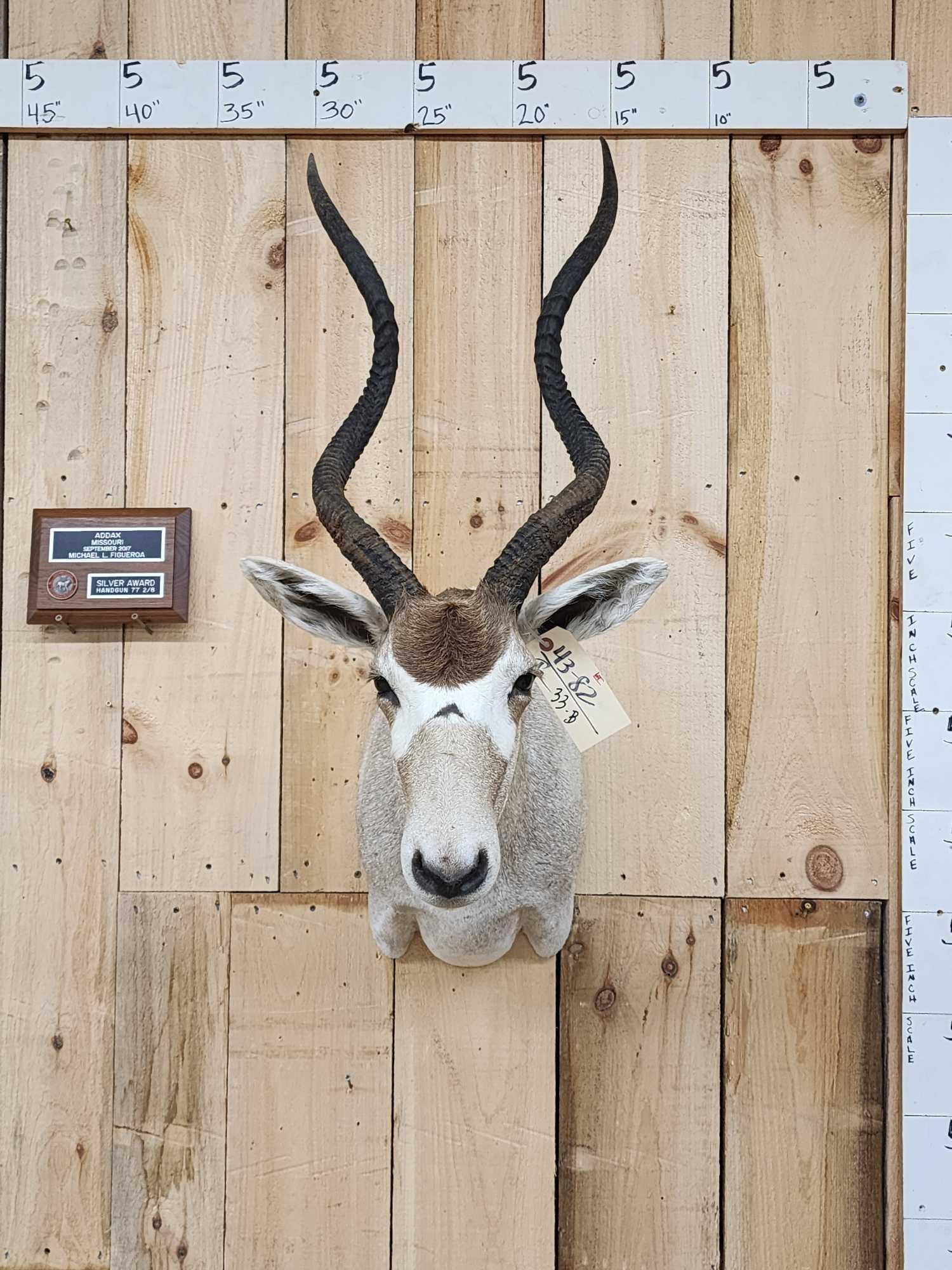African Addax Shoulder Mount Taxidermy Auction