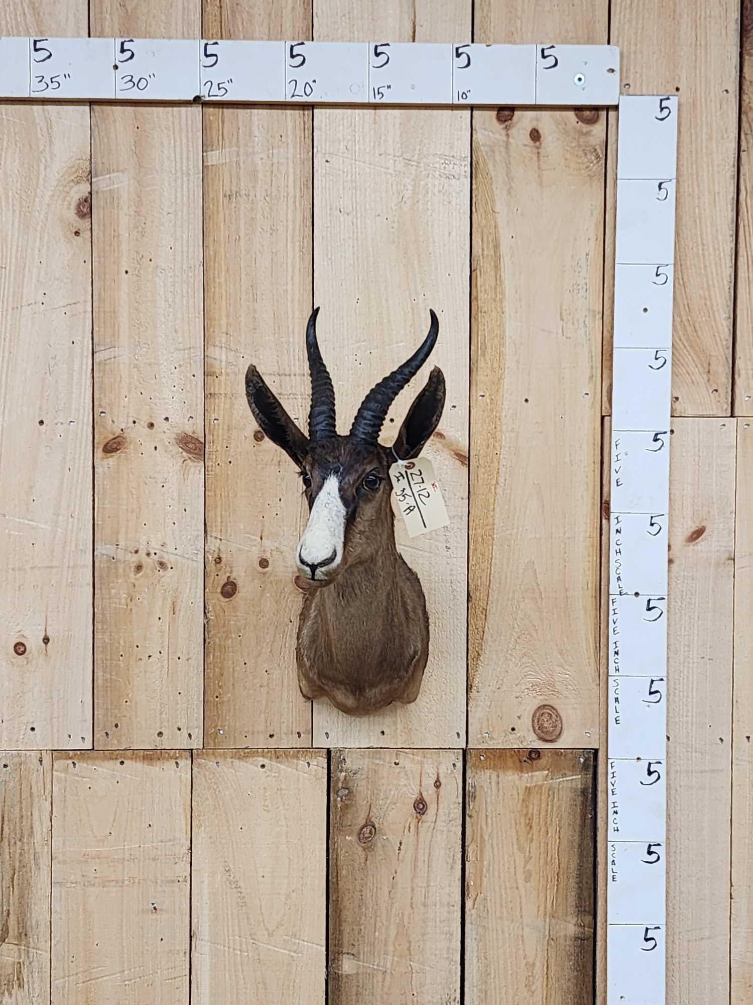 Chocolate African Springbok Shoulder Mount Taxidermy