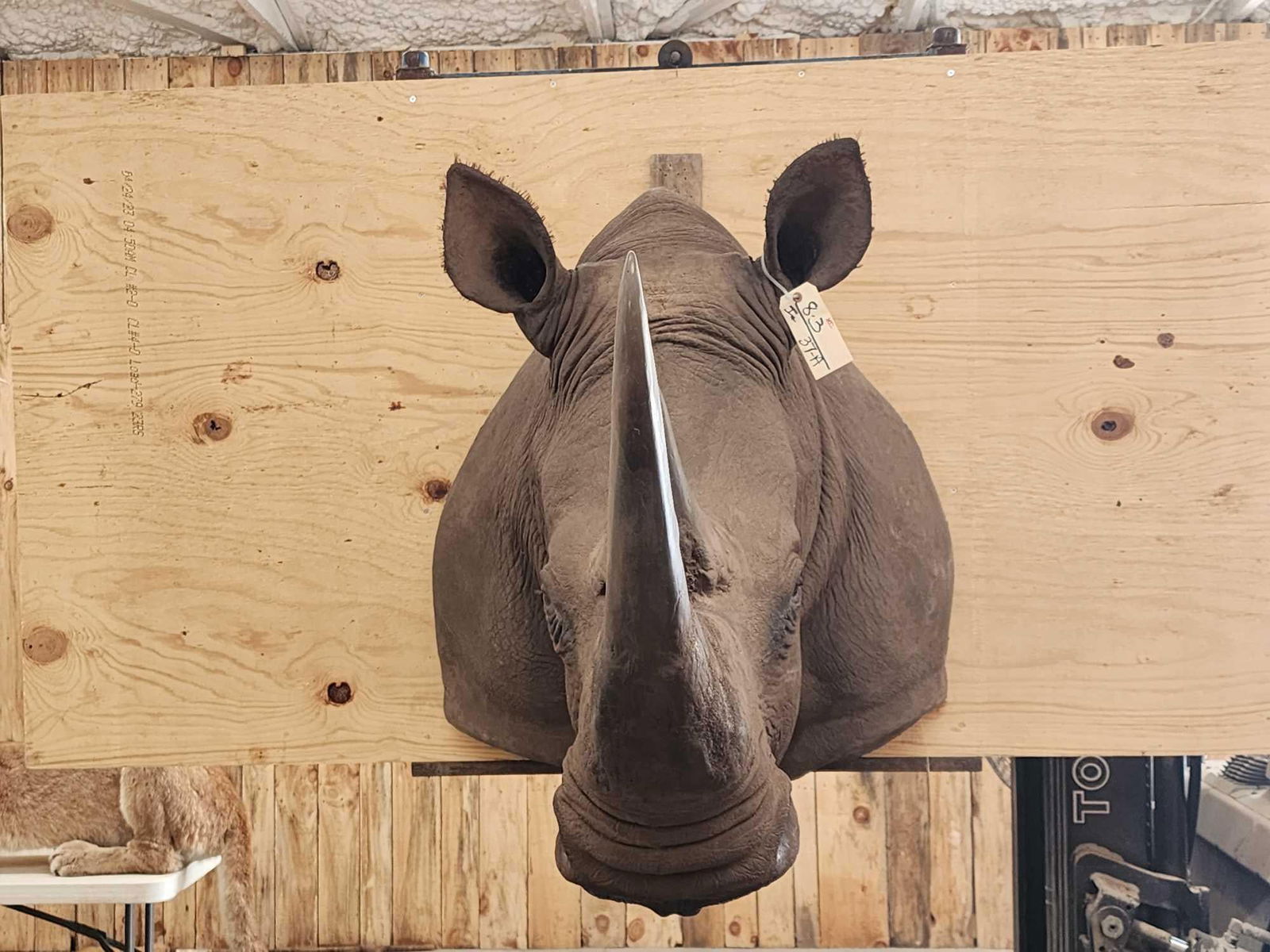 Reproduction African Rhinoceros Shoulder Mount Taxidermy Auction