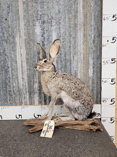 Black Tail Jack Rabit Full Body Taxidermy Mount