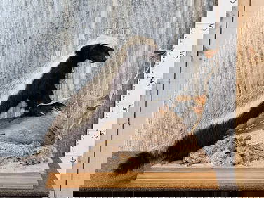 Paddlefish/ Spoonbill Catfish Taxidermy Mount