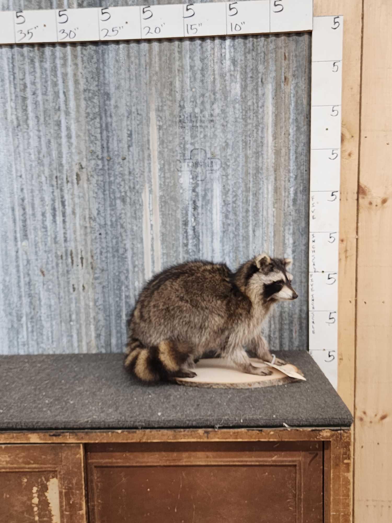 Raccoon Full Body Taxidermy Mount Auction