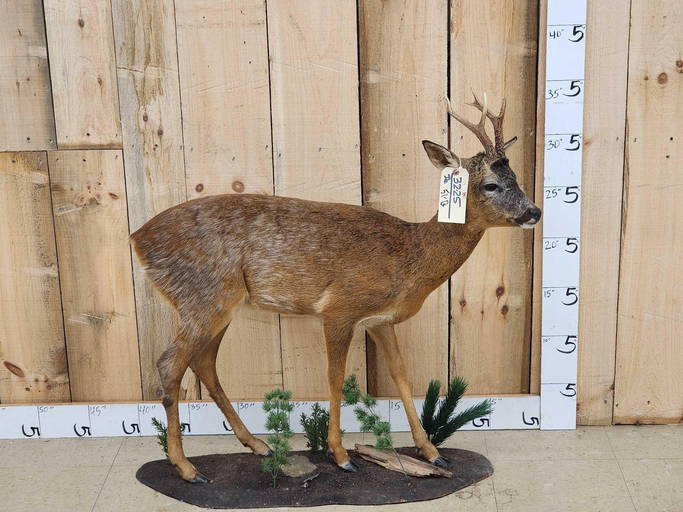 Roe Deer Full Body Taxidermy Mount
