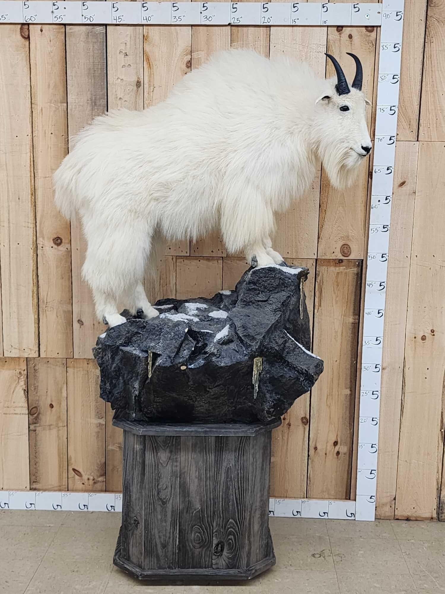Awesome Mountain Goat Full Body Taxidermy Mount Auction