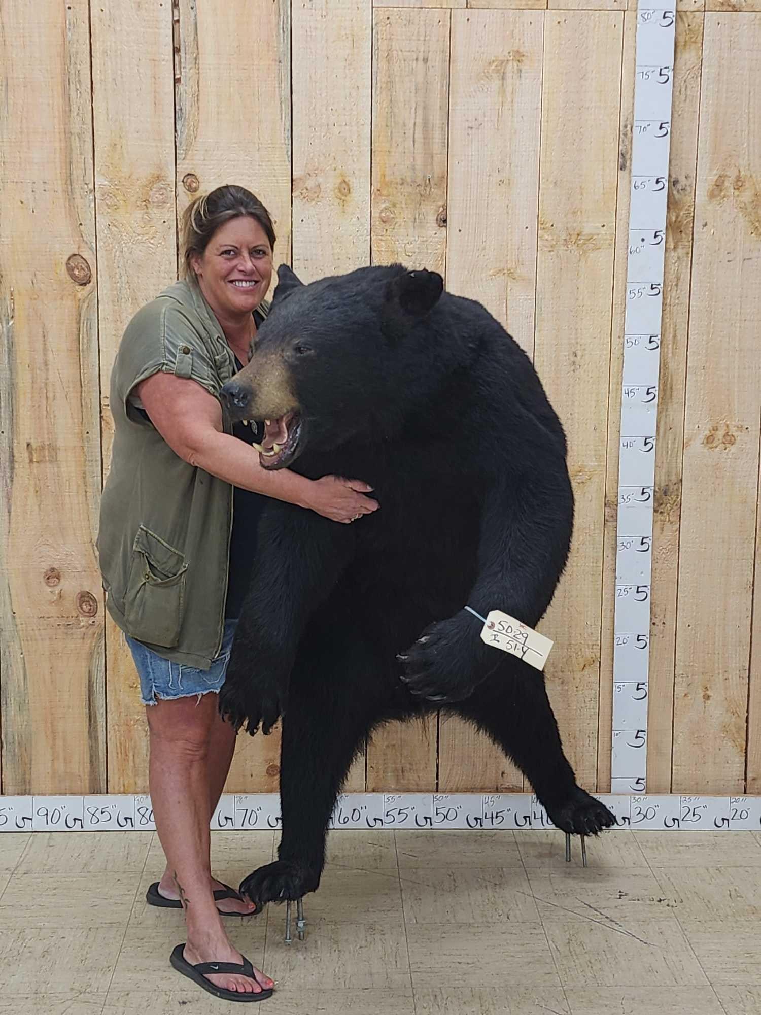Black Bear Full Body Taxidermy Mount Auction