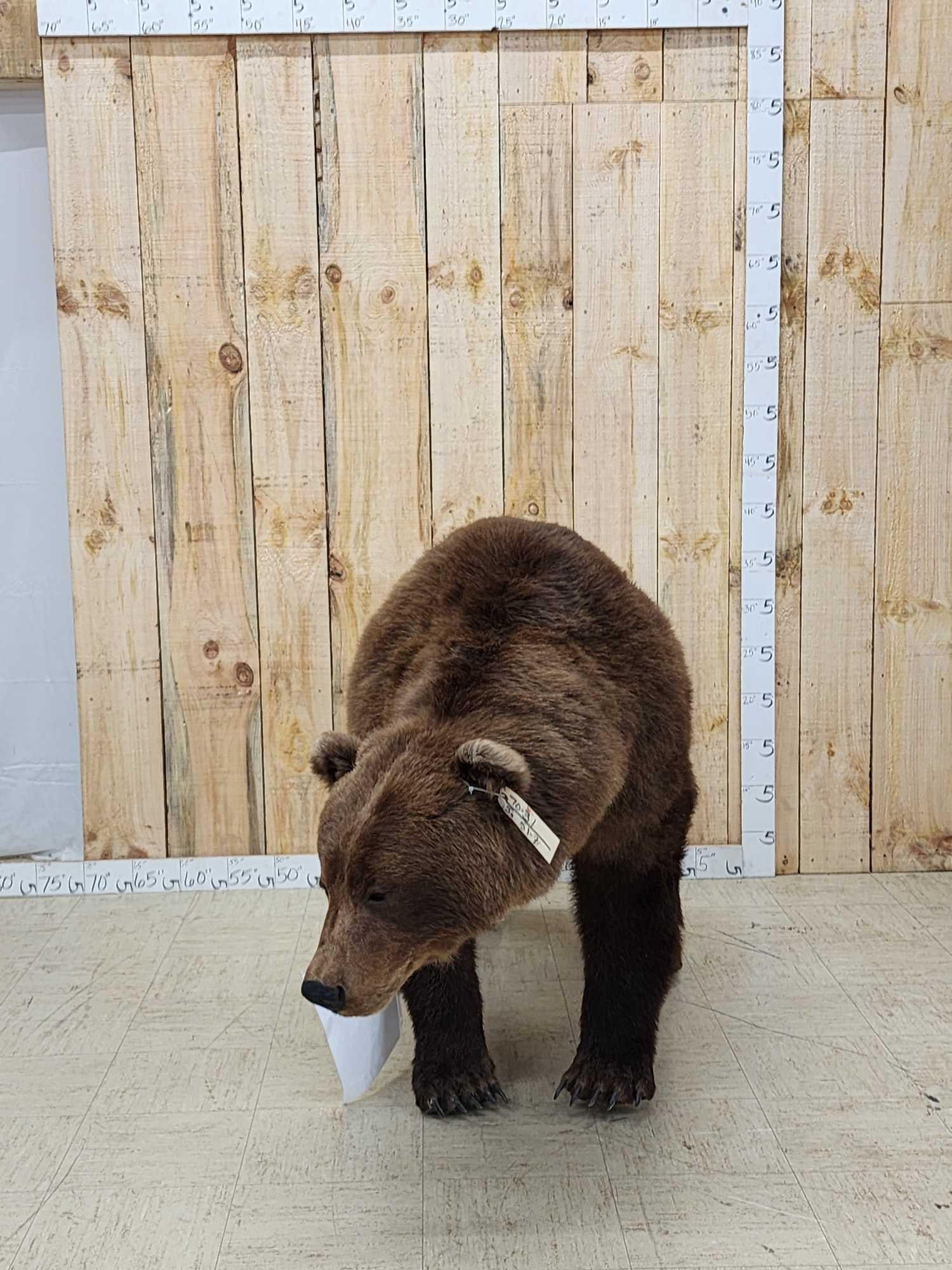 Big Alaskan Brown Bear Full Body Taxidermy Mount Auction