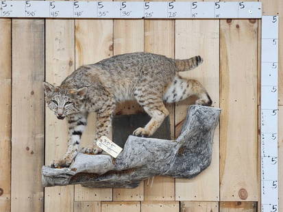 Bobcat Full Body Mount Taxidermy