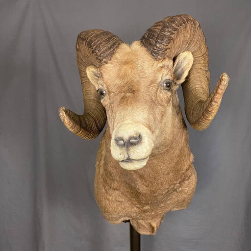B&c Record Book Bighorn Sheep Shoulder Mount Taxidermy