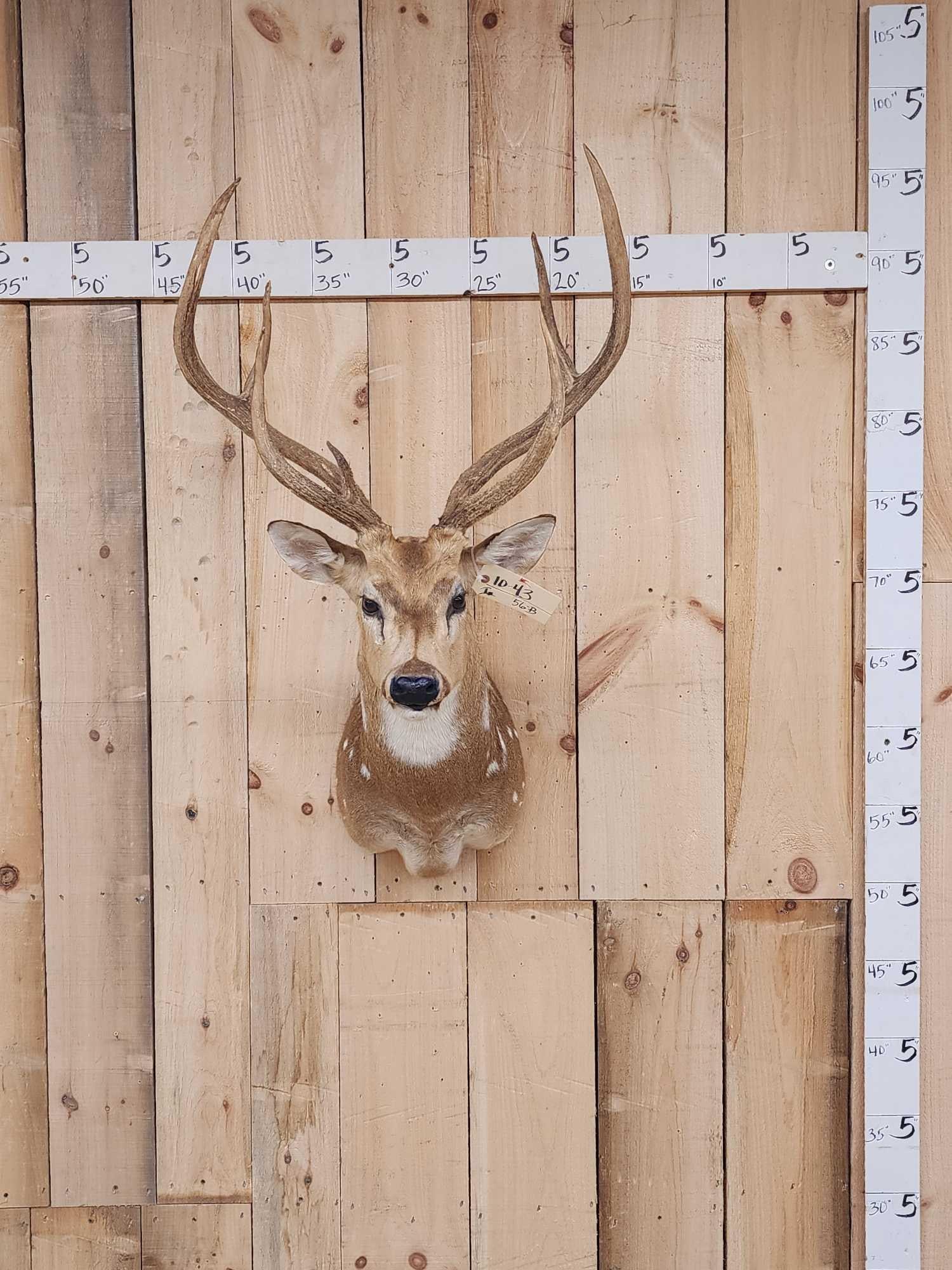 Axis Deer Shoulder Mount Taxidermy Auction