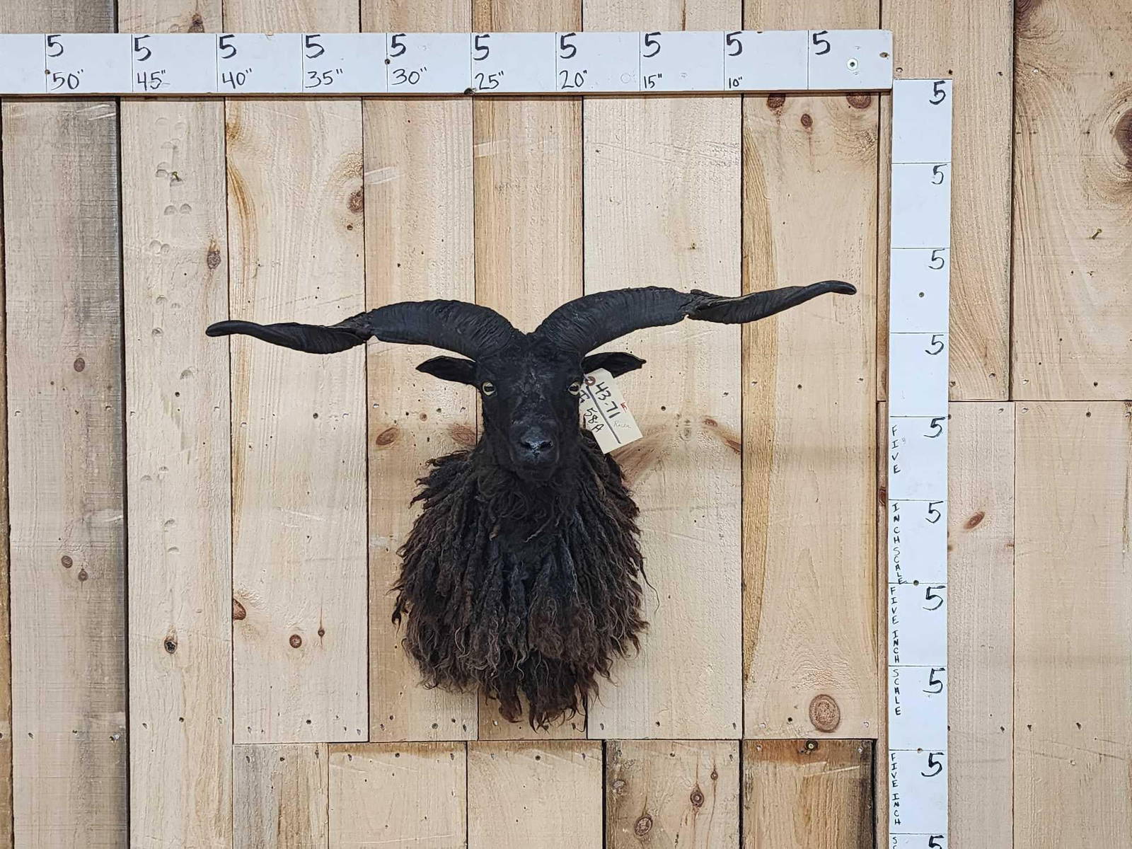 Racka Sheep Ram Shoulder Mount Taxidermy Auction