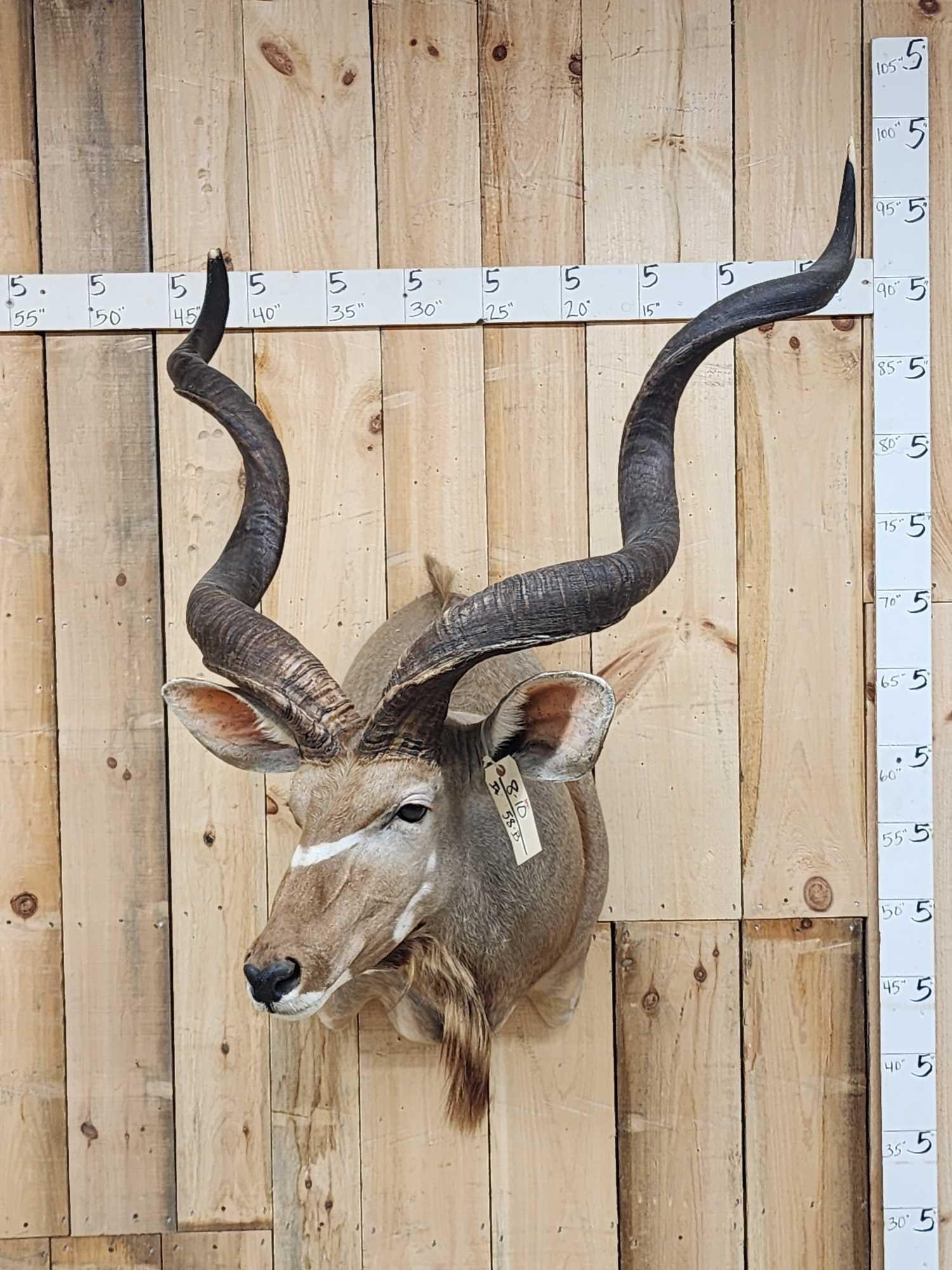 African Kudu Shoulder Mount Taxidermy Auction