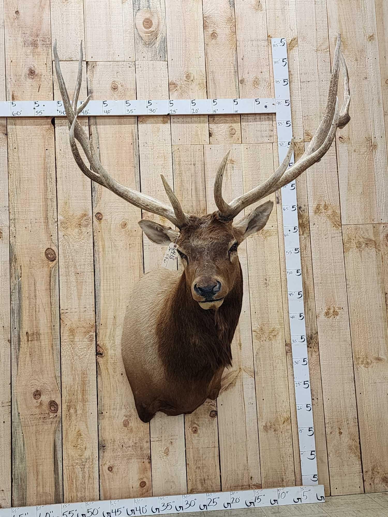 Giant 6x6 Elk Shoulder Mount Taxidermy Auction