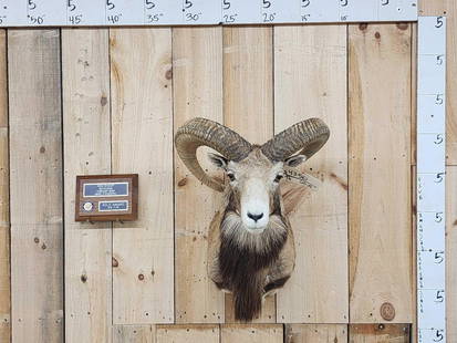 Red Sheep Shoulder Mount Taxidermy