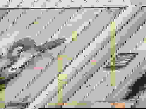 Red Sheep Ram Shoulder Mount Taxidermy Auction