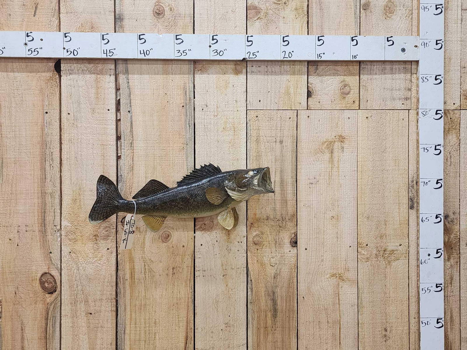 25" Walleye Real Skin Fish Taxidermy Auction