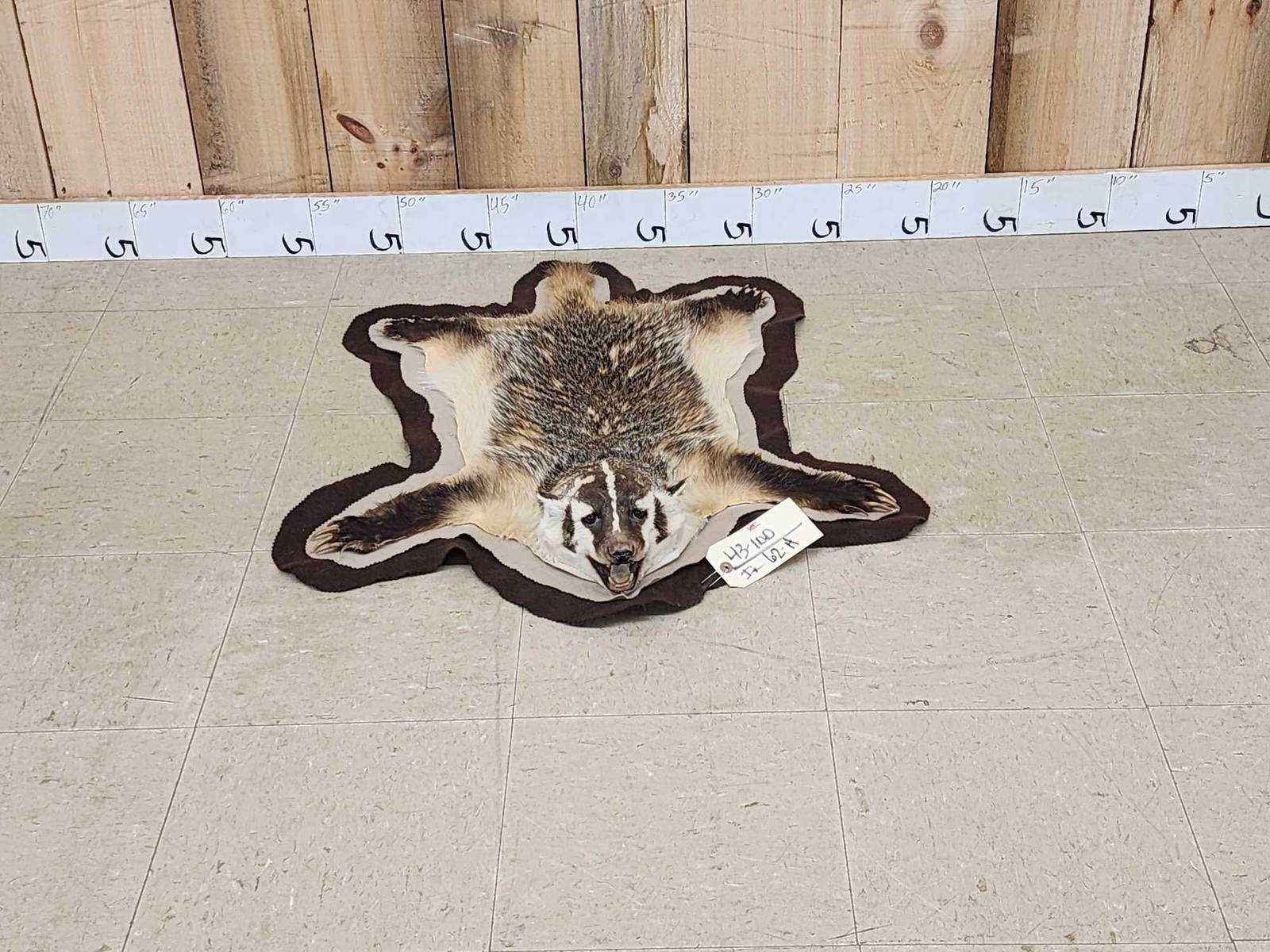 Badger Rug Taxidermy Auction